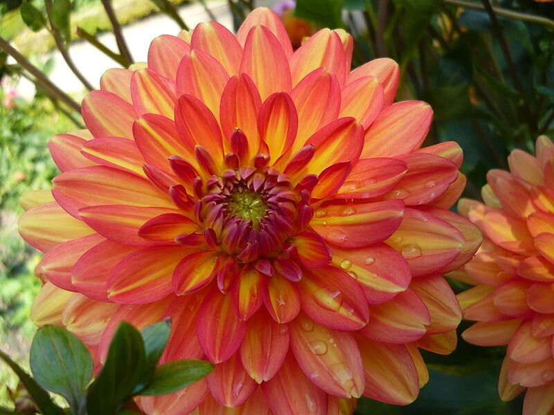 LARGE DOUBLE DAHLIA Dinnerplate Giant Huge Tall Grandiflora 10 | Etsy