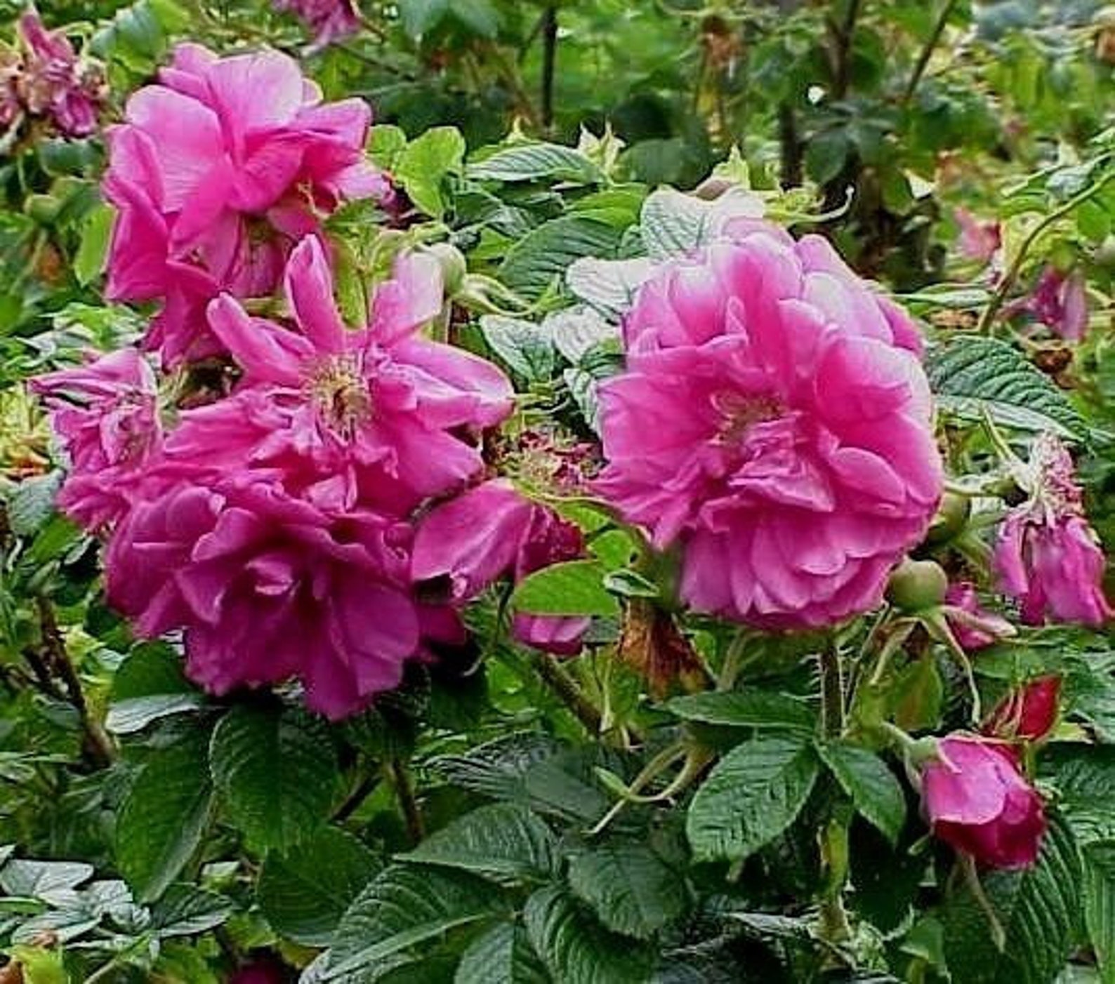 ROSA RUGOSA Japanese Beach Rose Shrub Pink Wild White Hardy - Etsy