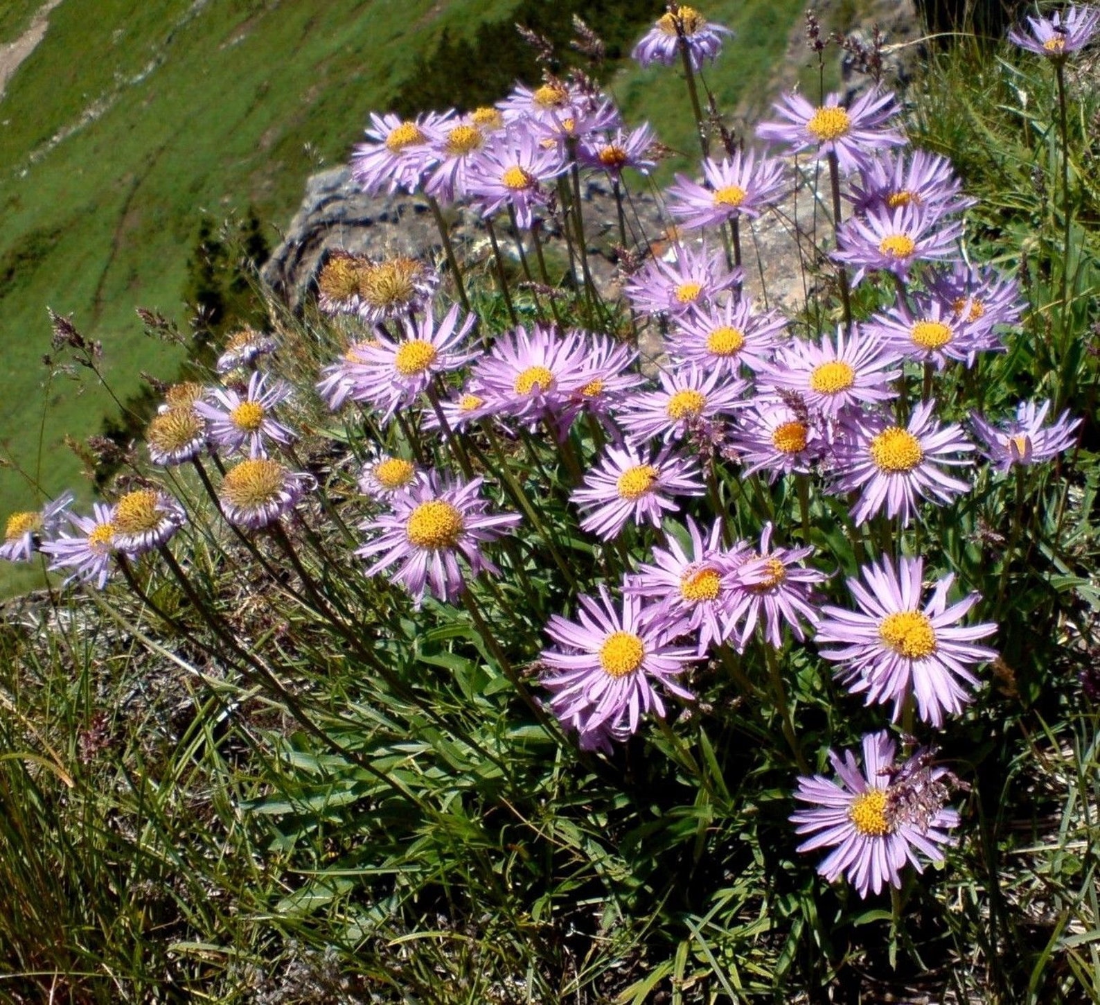 ALPINE ASTER Alpinus Dwarf Compact Miniature Hardy Perennial - Etsy Canada