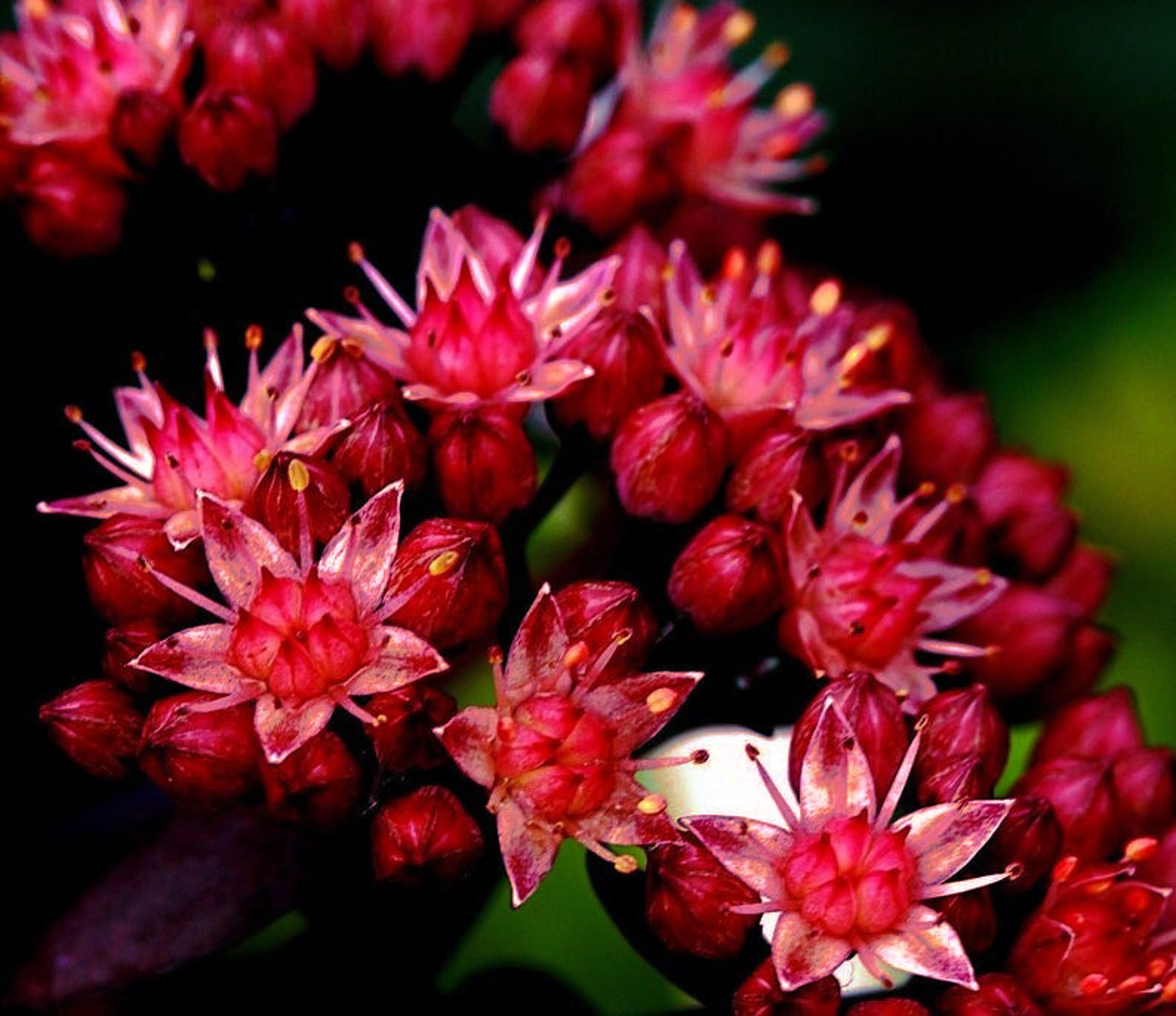 CRIMSON RED SEDUM Stonecrop Ground Cover Low Growing Spurium | Etsy