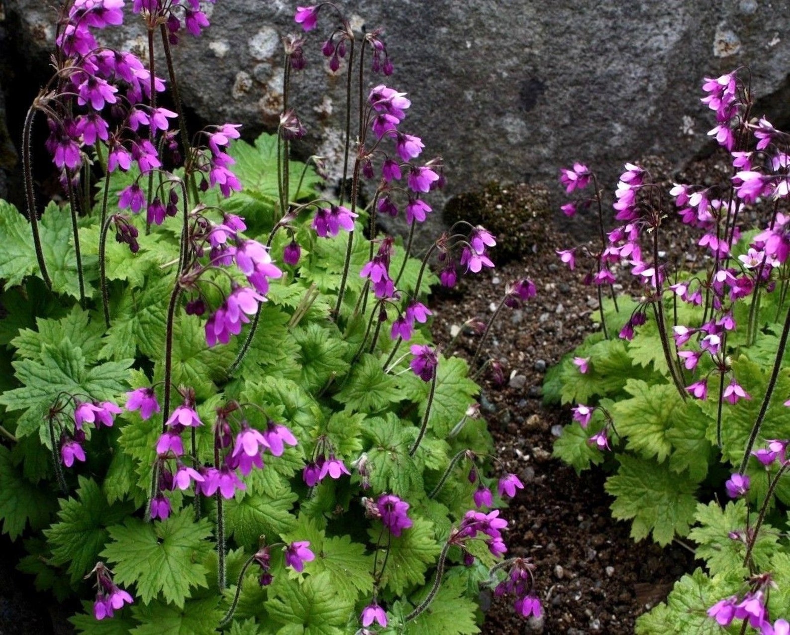 ALPINE BELLS Cortusa Matthioli Hardy Perennial Primula Native | Etsy