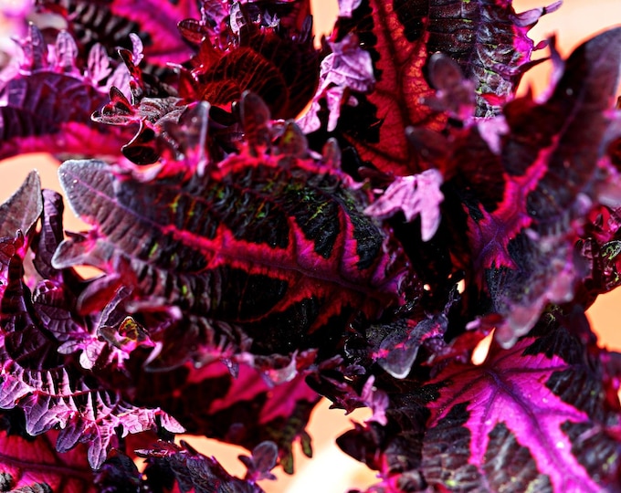 SUNFLOWER 'SORAYA' Helianthus Annuus Branching Cut Flower, 25 Seeds ...