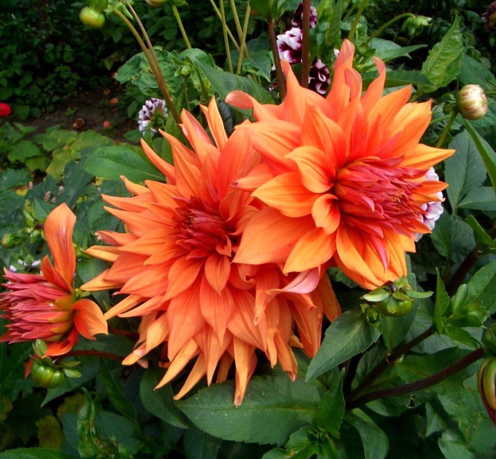 LARGE DOUBLE DAHLIA Dinnerplate Giant Huge Tall Grandiflora 10 | Etsy