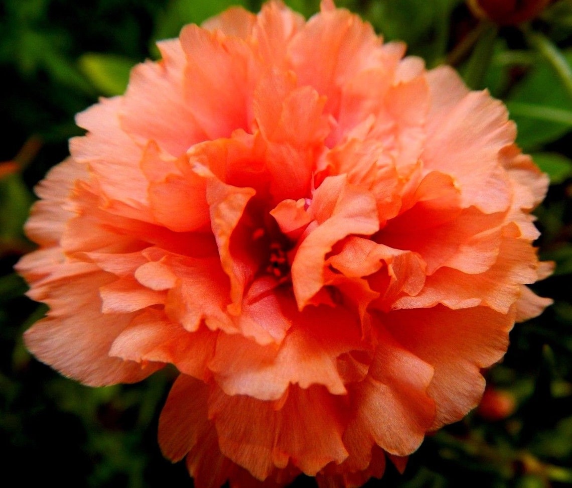 DOUBLE PORTULACA Moss Rose Mix Drought Tolerant Dry Soil 30 | Etsy