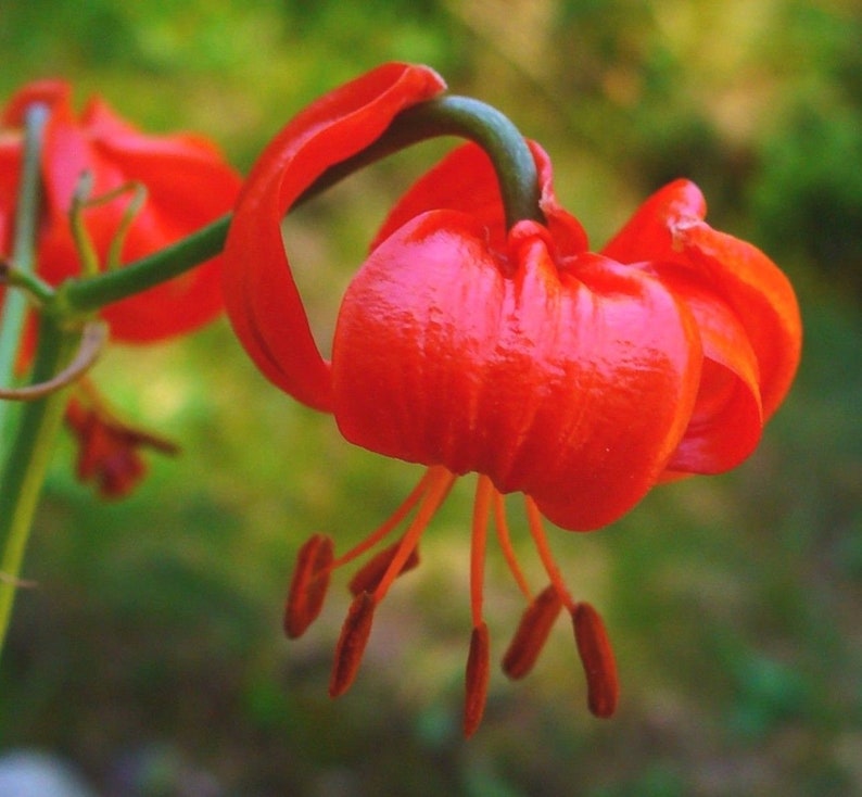 RED CORAL LILY Pumilum Lilium Tenuifolium Fragrant Turk's | Etsy