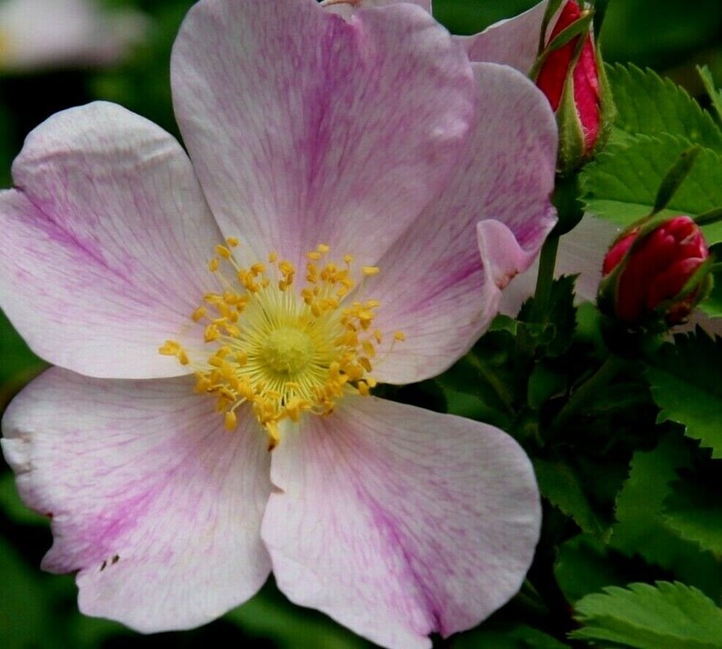PRAIRIE WILD ROSE Rosa Arkansana Hardy Native Shrub Wildflower - Etsy