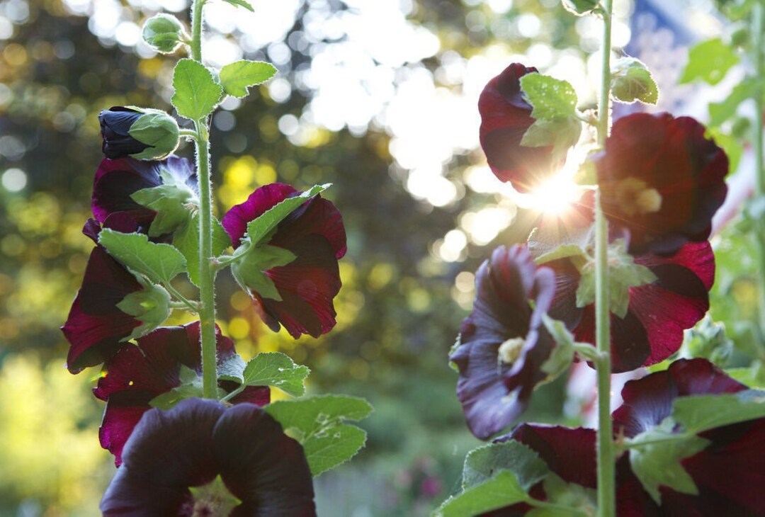 BLACKNIGHT HOLLYHOCK Alcea Nigra Hardy Perennial 5 Rare Seeds - Etsy