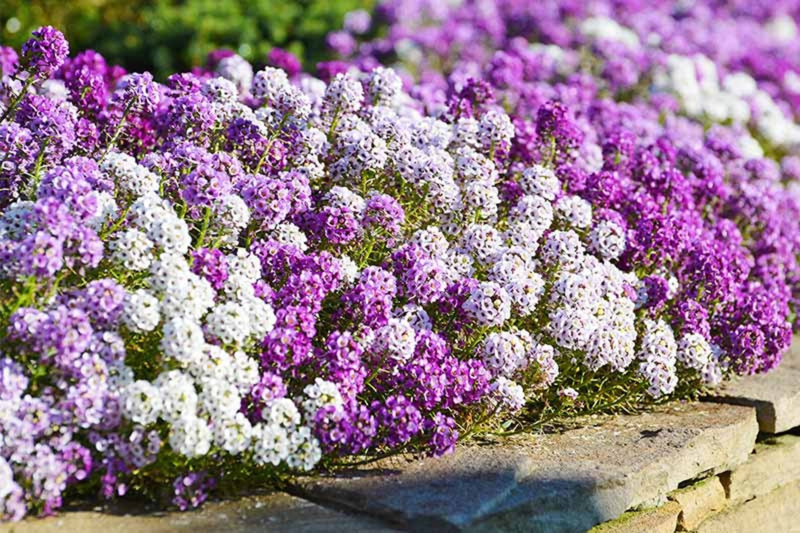 Mix Colors SWEET ALYSSUM Fragrant Ground Cover Pink White | Etsy