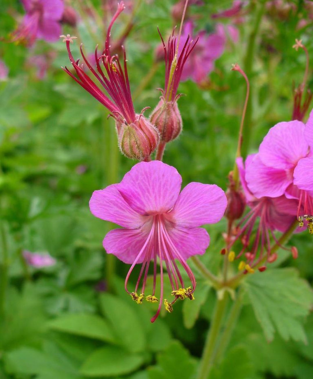 Red HARDY PERENNIAL GERANIUM Macrorrhizum Red Pink Flowers, 10 Seeds - Etsy