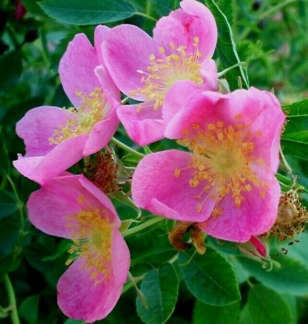 PRAIRIE WILD ROSE Rosa Arkansana Hardy Native Shrub Wildflower - Etsy
