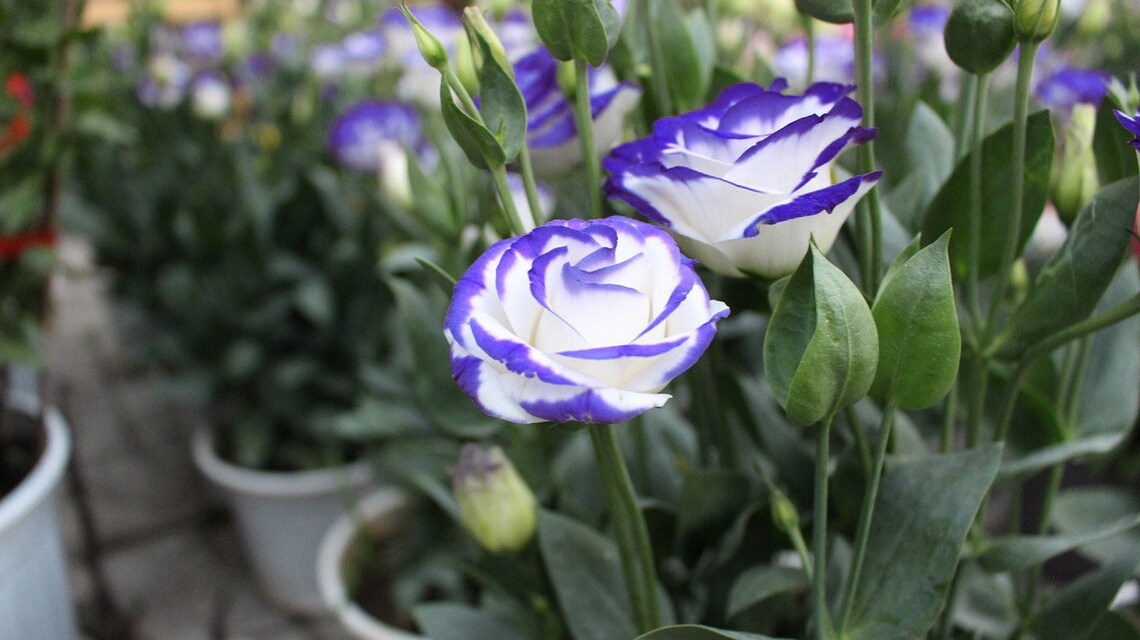 BLUE PICOTEE LISANTHUS Double Flowers Echo Mix Lisianthus | Etsy