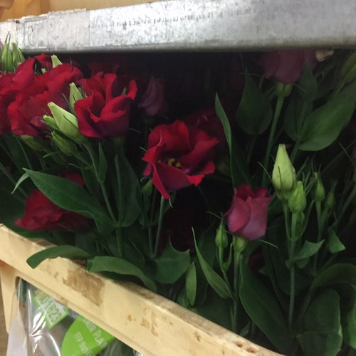 APRICOT LISANTHUS Double Flowers Lisianthus Eustoma 5 Seeds - Etsy