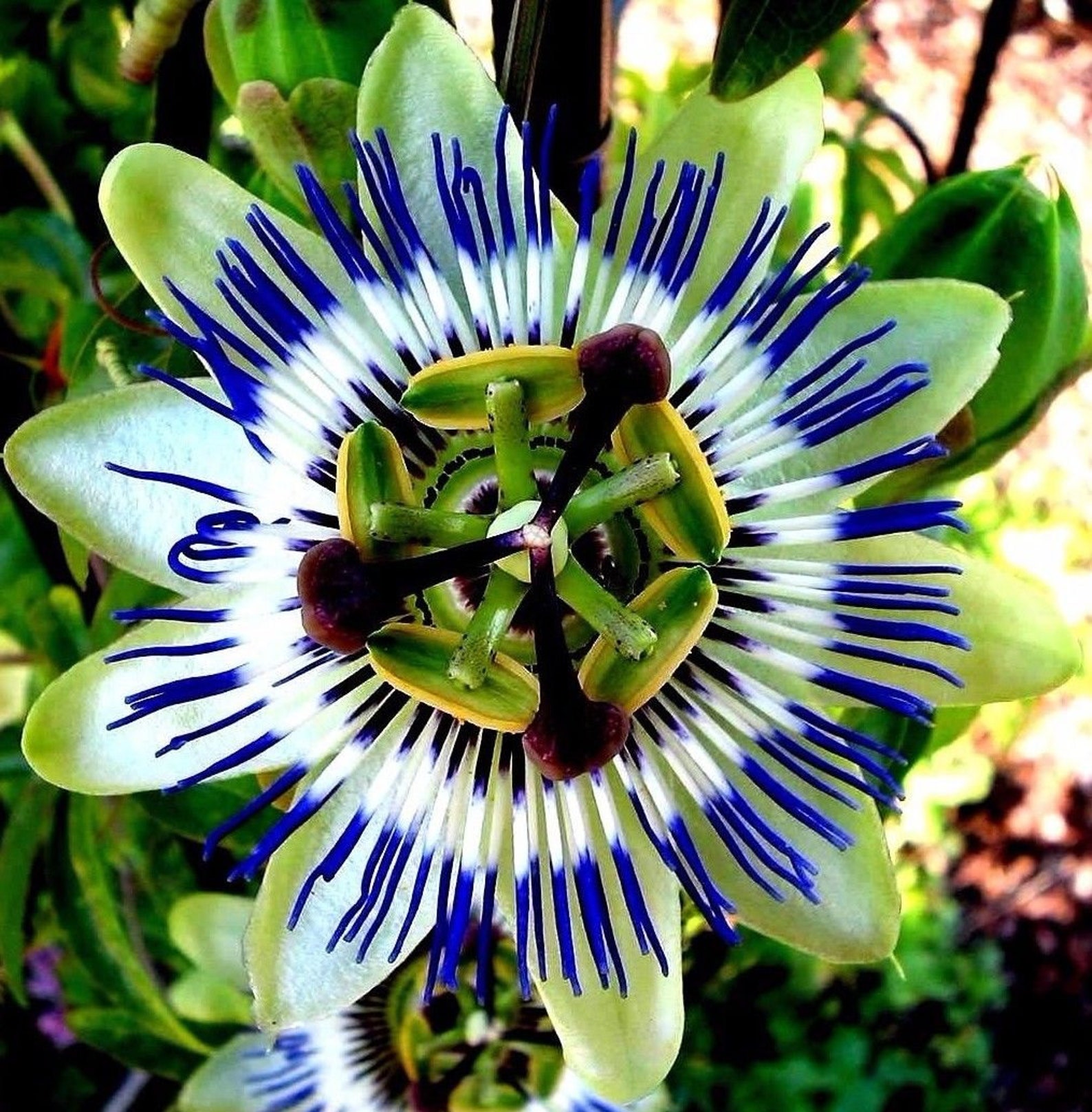 Hardy Blue Passion Flower Caerulea Vine Passiflora Climbing Etsy