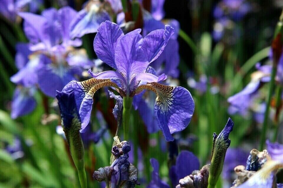 NORTHERN BLUE FLAG Iris Versicolor Perennial Bog Wetland Water | Etsy