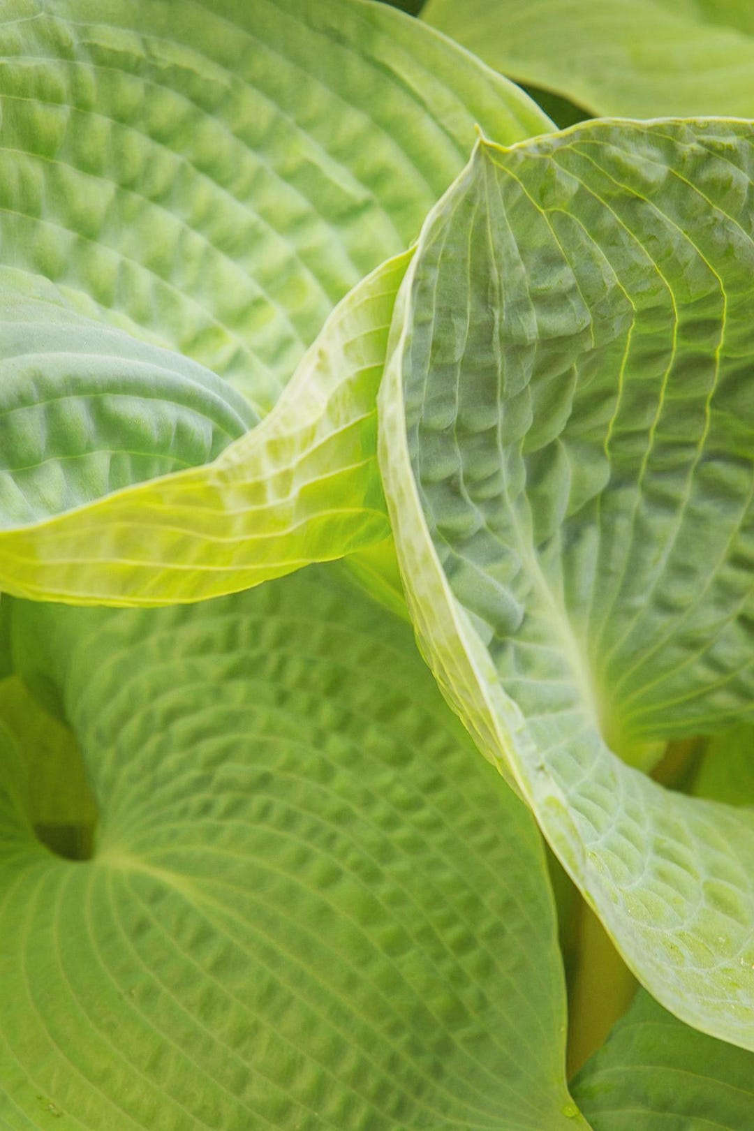 DIMPLED GOLD HOSTA!!! Huge Puckered Large Thick Leaves Shade, 10 Seeds ...