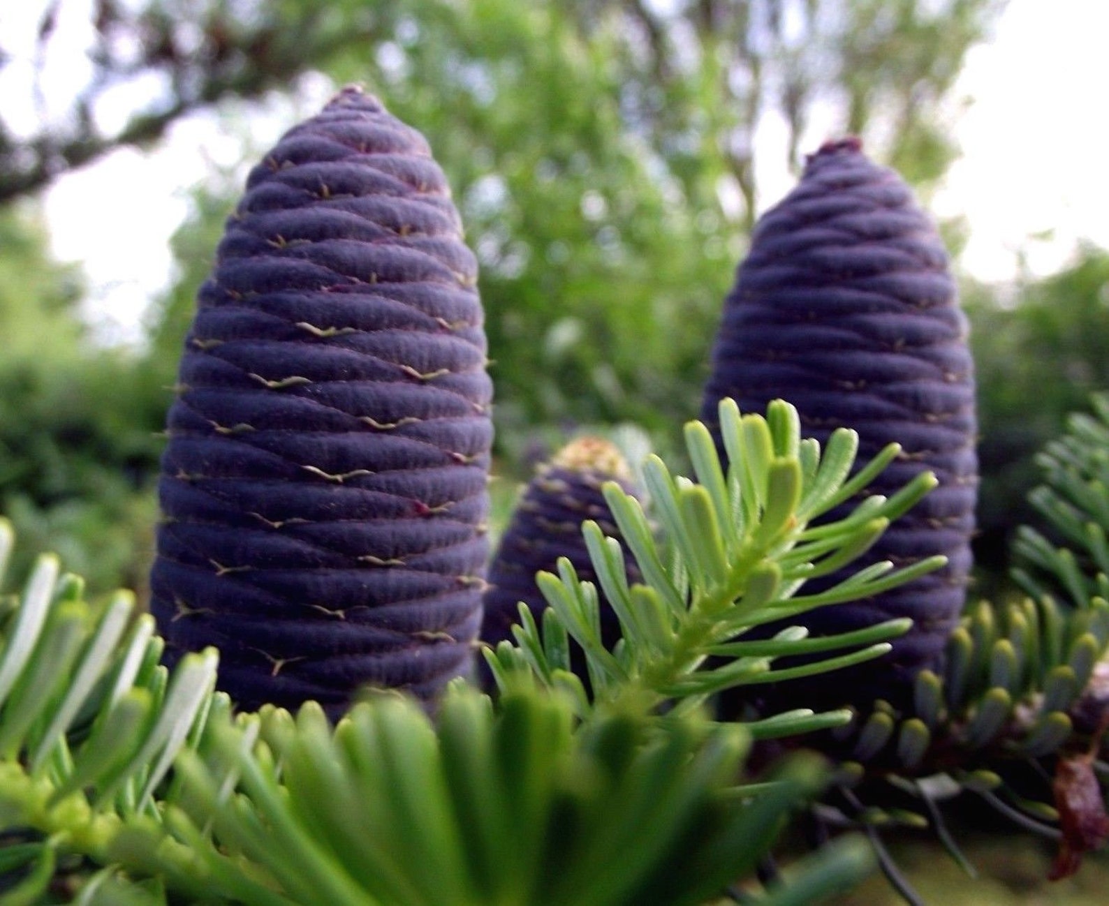 KOREAN FIR Blue Cones Abies Koreana Tree 10 Seeds | Etsy