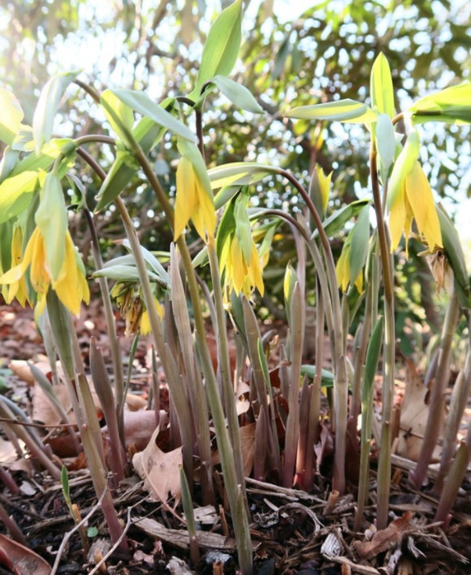 BELLWORT Uvularia Grandiflora Yellow Wildflower Native | Etsy