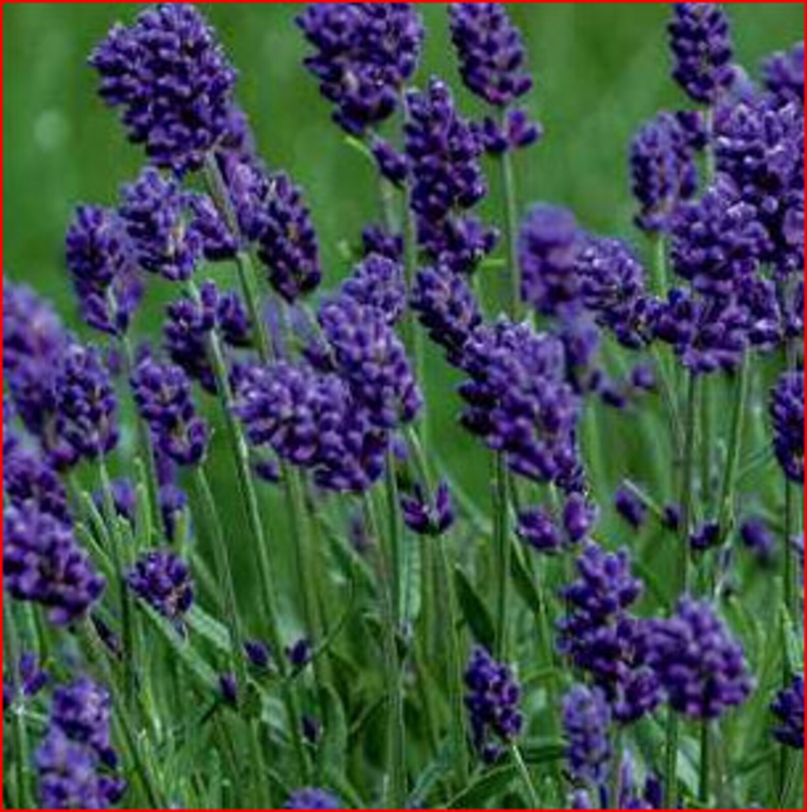 DEEP PURPLE LAVENDER Lavance Lavendula Augustifolia Perennial | Etsy