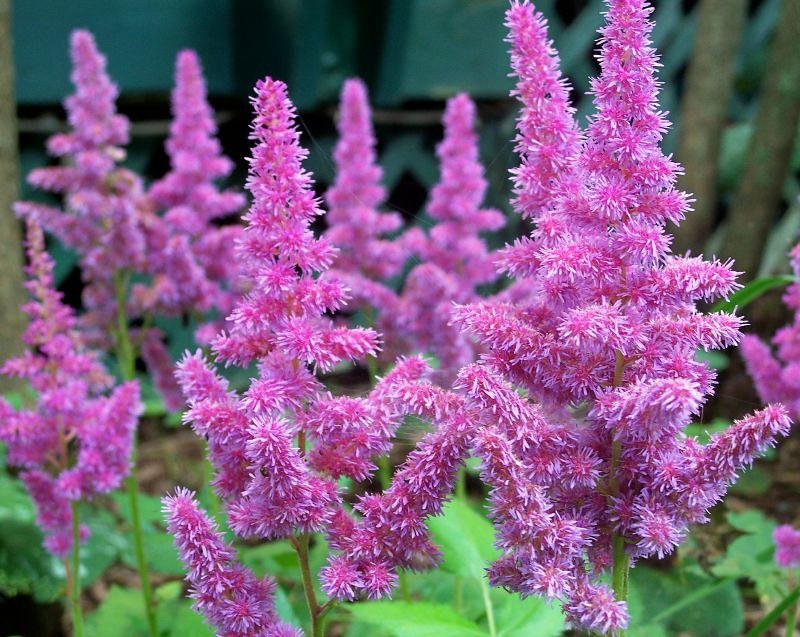 TALL ASTILBE MIX Shade Perennial Hardy Ardensii 10 Seeds | Etsy