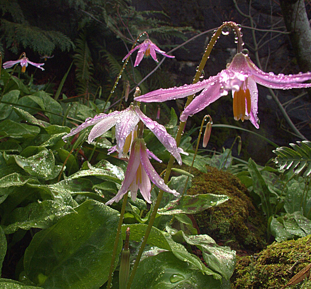 PINK FAWN LILY Trout Johnsonii Erythronium Revolutum Perennial - Etsy