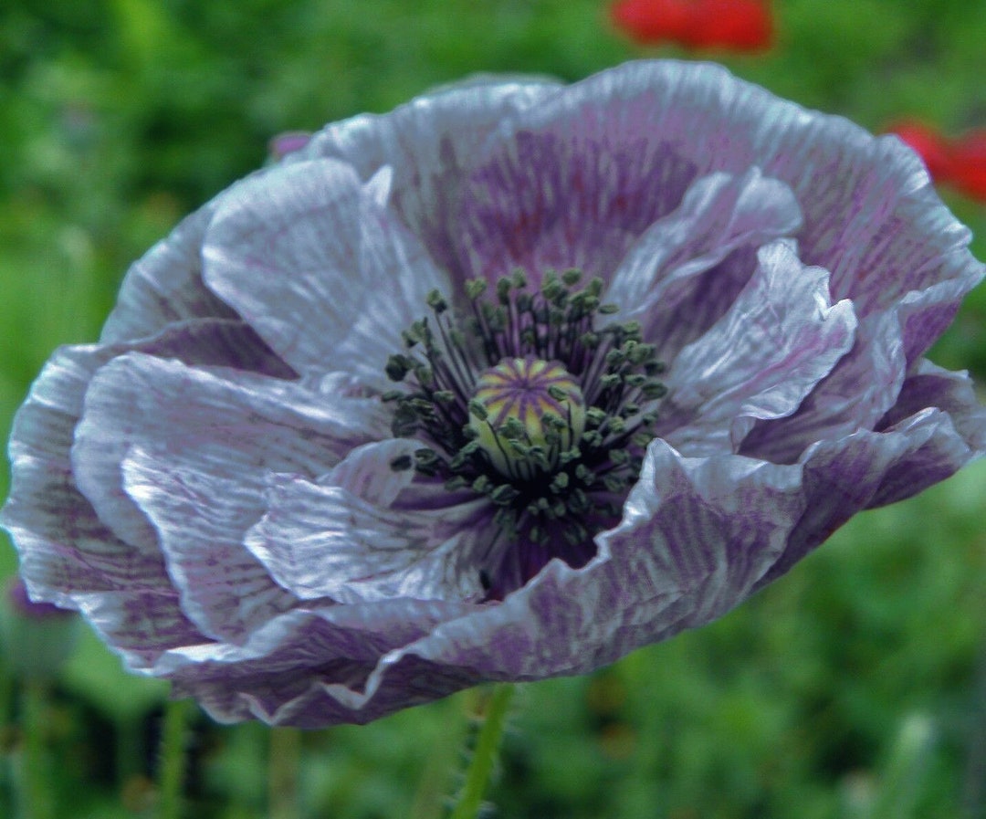 POPPY AMAZING GREY Stunning Blue-gray Color Papaver Rhoeas, 20 Seeds - Etsy