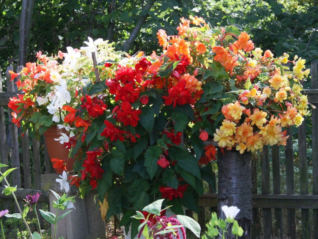 BEGONIA MIX Non Stop Tuberous Tuberhybrida Shade Flowers Forms A Tuber ...