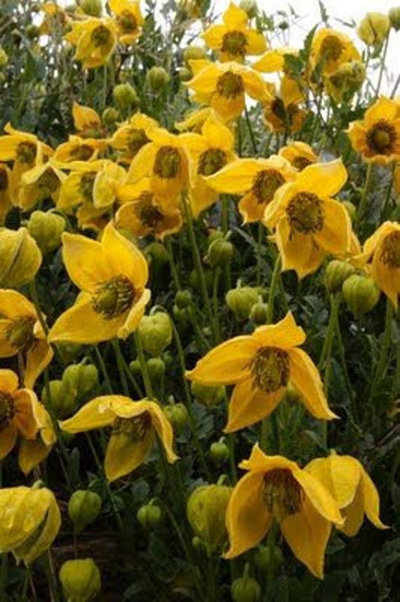 YELLOW CLEMATIS Serratifolia Unique Climbing Vine 10 Seeds - Etsy