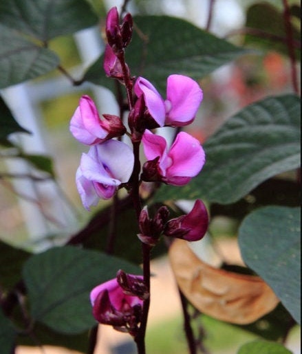 RUBY MOON Hyacinth Bean Dolichos Lablab Purpurea 3 Large Seeds - Etsy.de