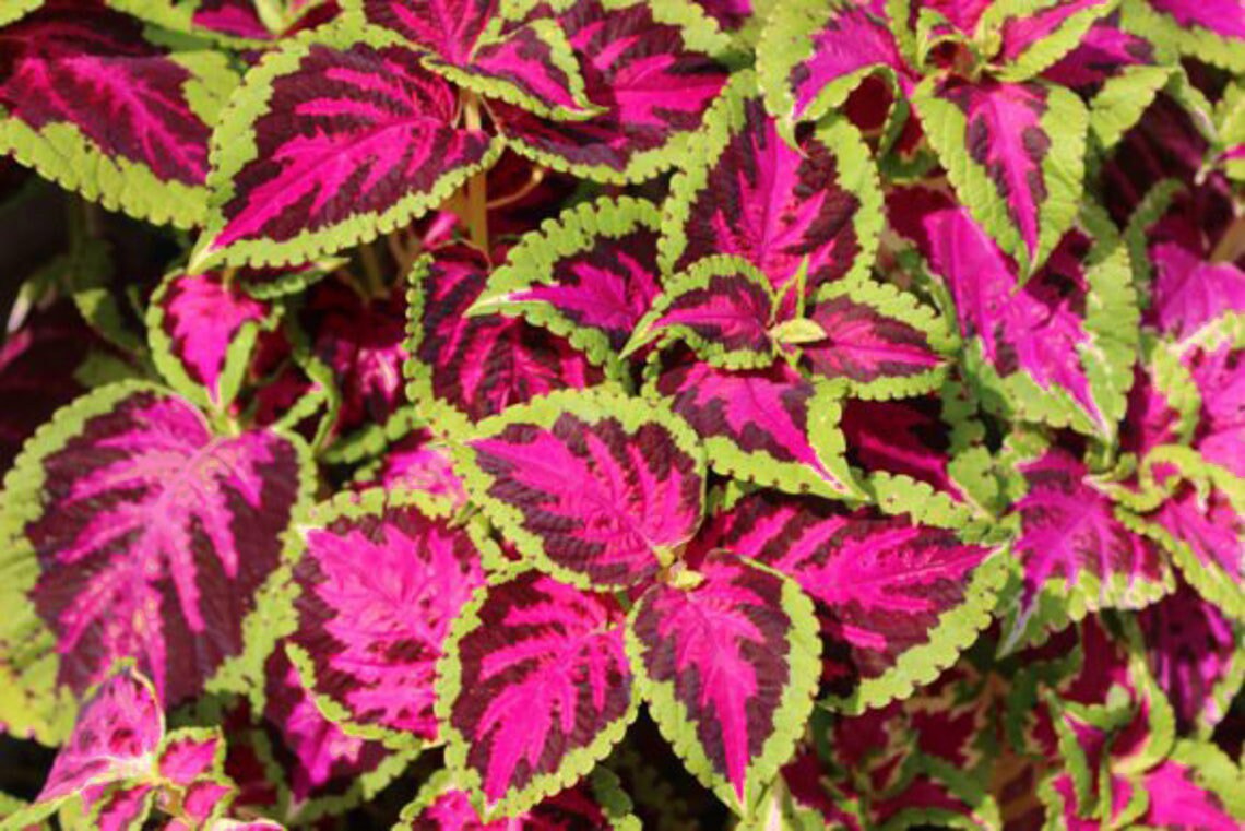 Huge Leaves COLEUS ROSE Pink Fuchsia White Green 15 Seeds - Etsy