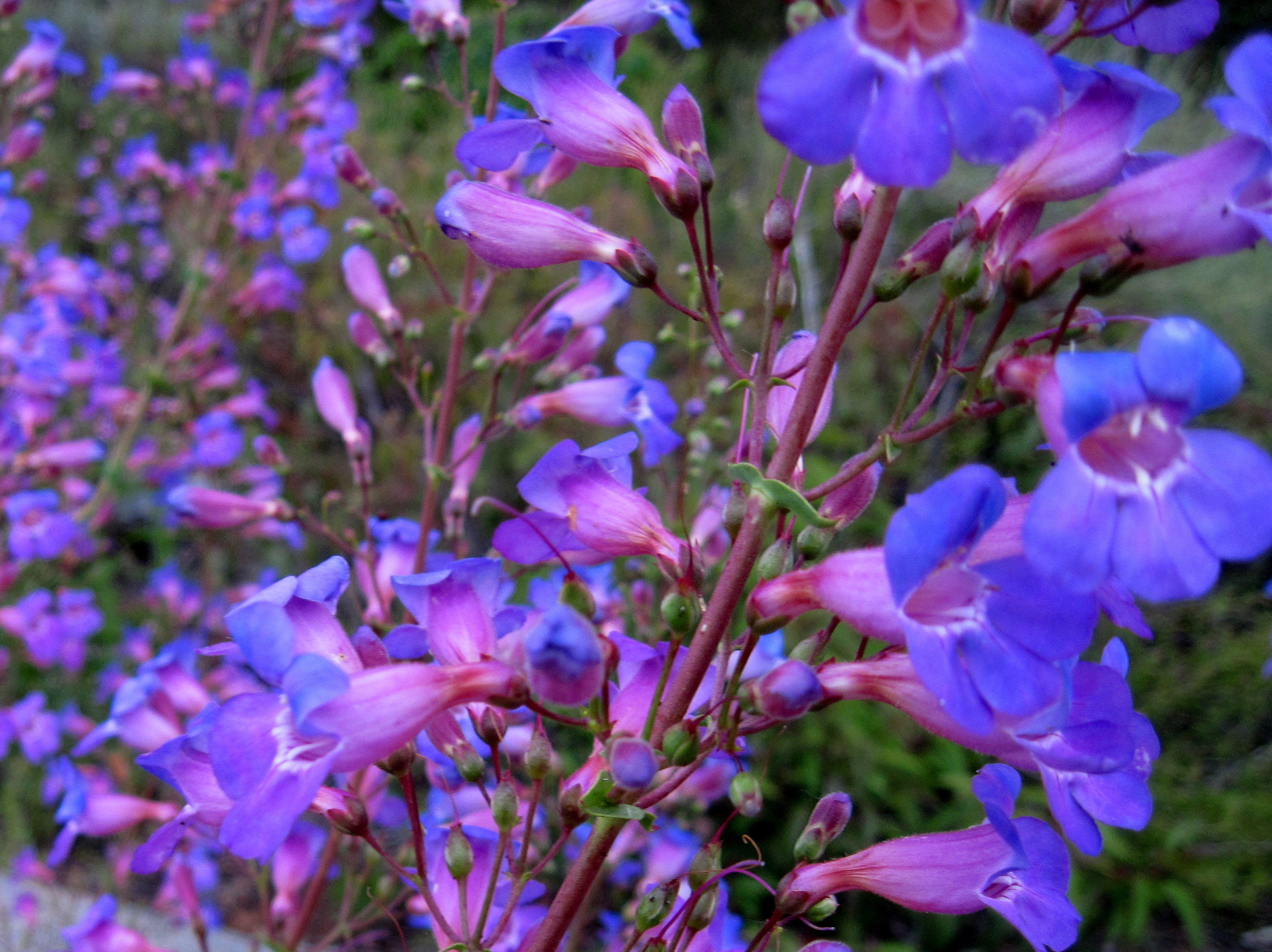 Penstemon Spectabilis