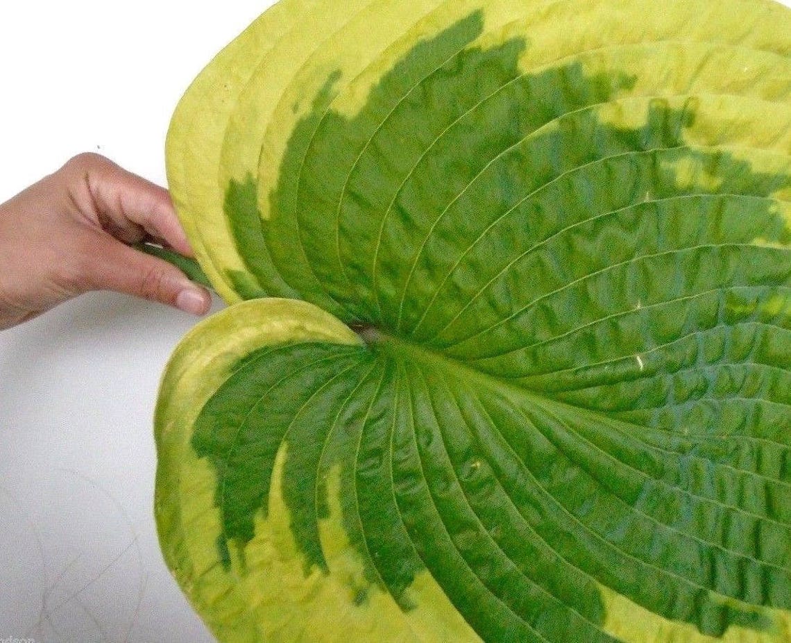 MASSIVE GIANT HOSTA Huge Large Thick Leaves Shade Bulk | Etsy