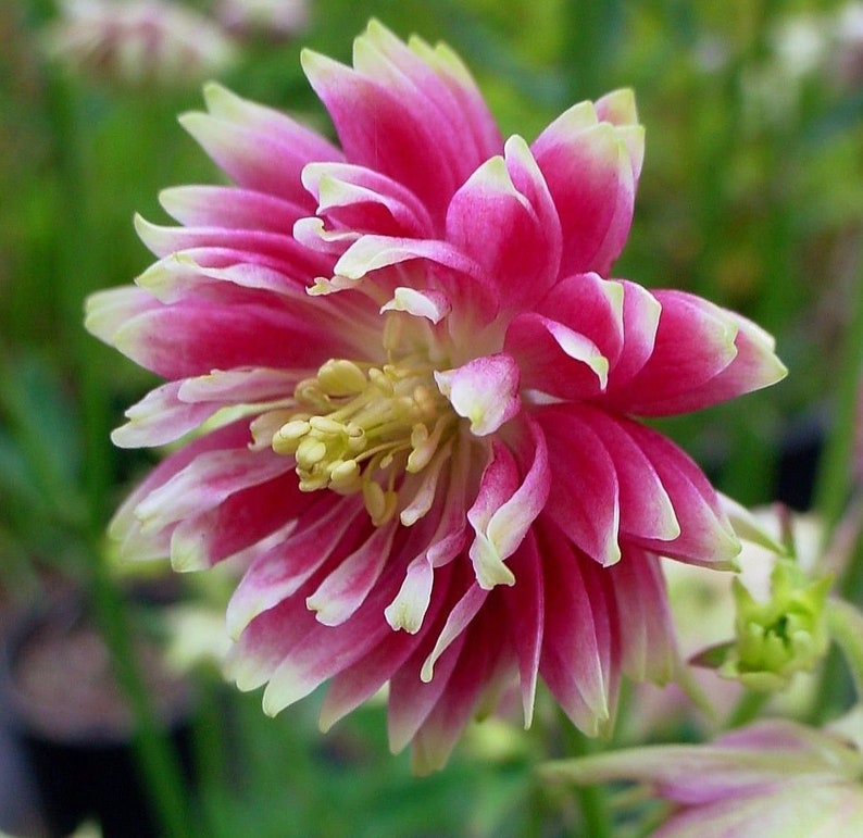NORA BARLOW COLUMBINE Aquilegia Vulgaris Double Pink Hardy - Etsy