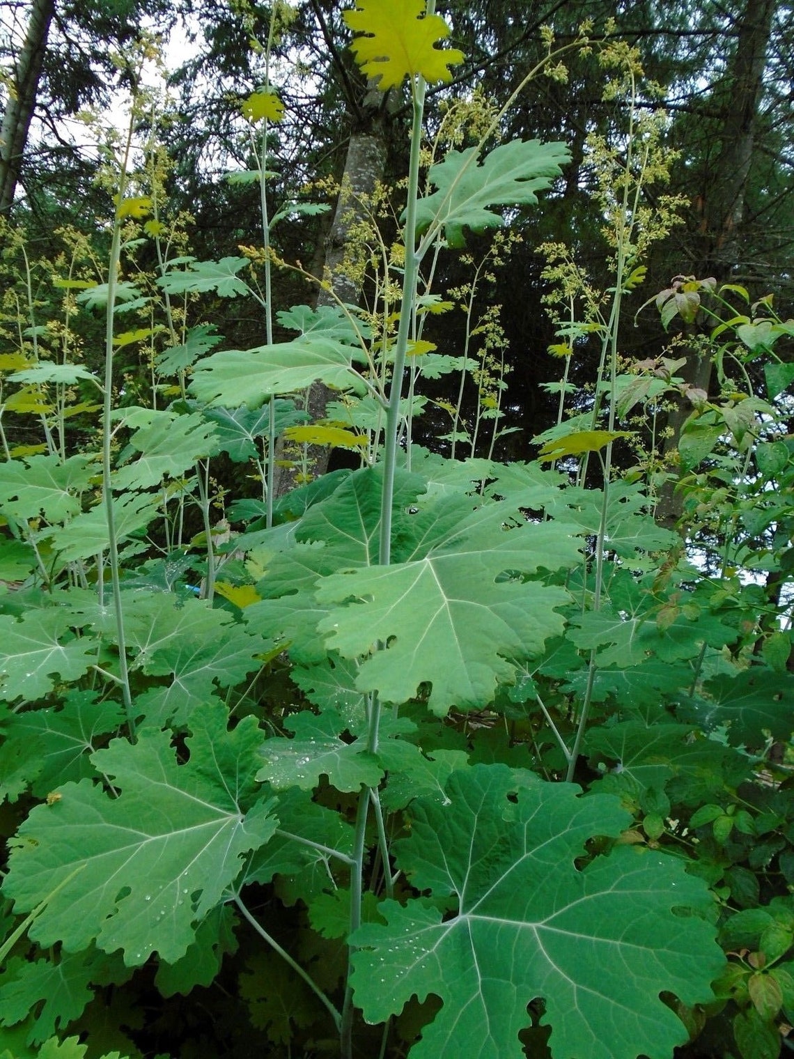 Huge PLUME POPPY Macleaya Cordata Giant Tall Hardy Perennial - Etsy Polska