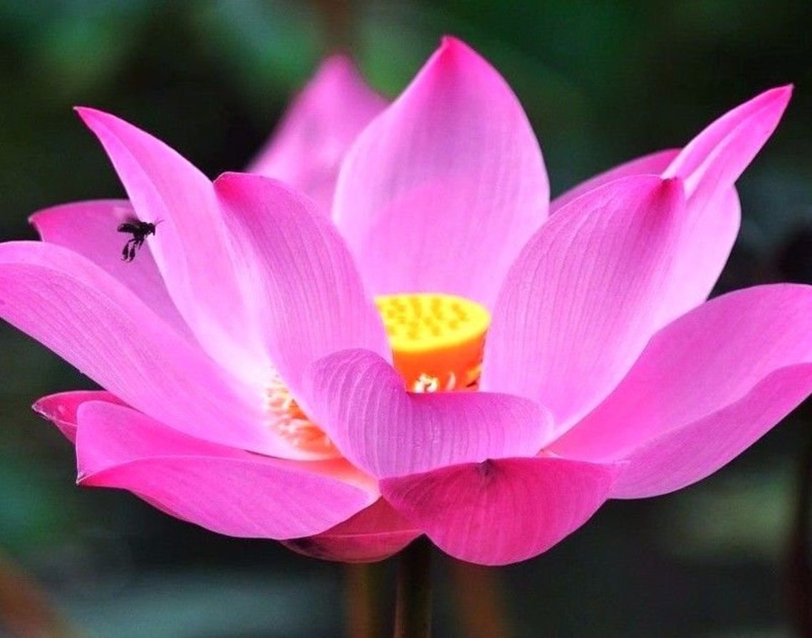 Pink Sacred WATER LOTUS Nelumbo Nucifera Plant Lily Hardy | Etsy