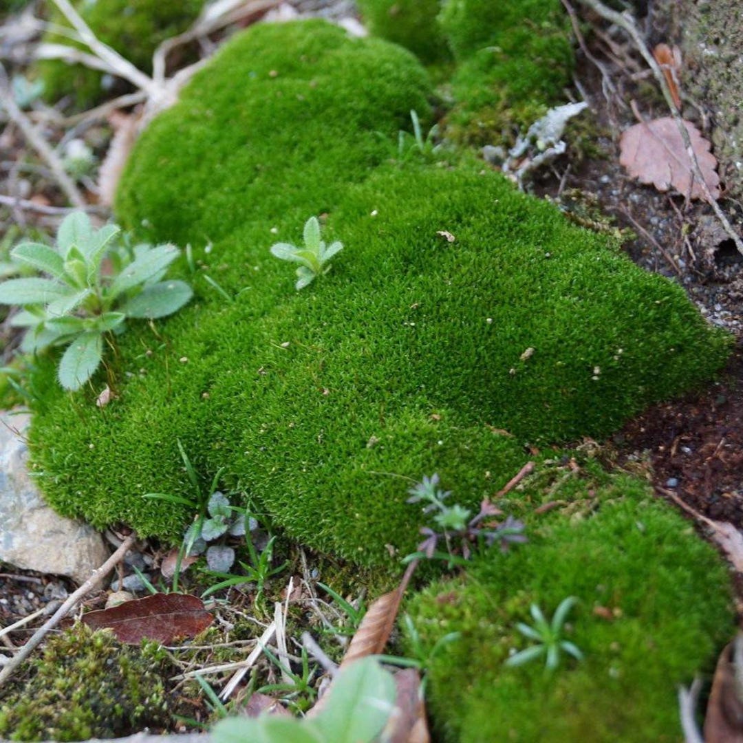 NEW ZEALAND MOSS Scleranthus Biflorus Var. Uniflorus Groundcover ...