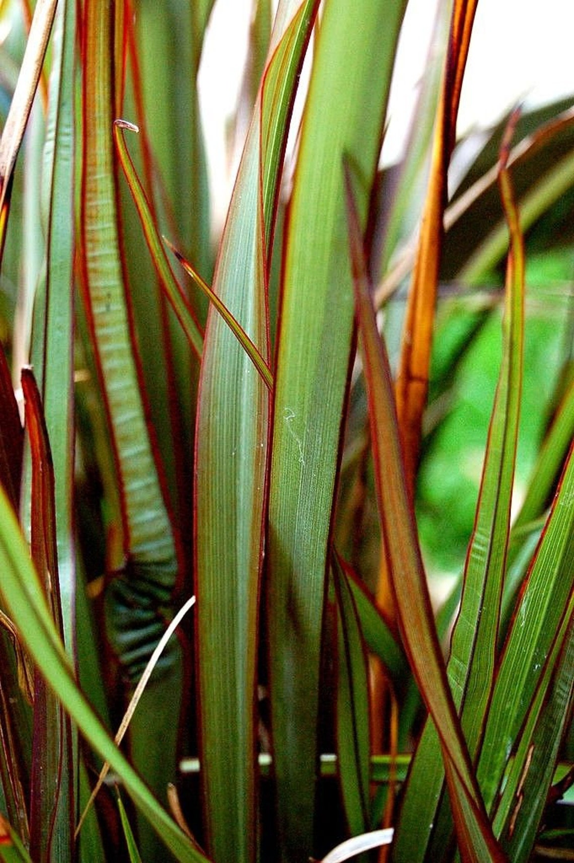 NEW ZEALAND FLAX Mix Phormium Tenax Colorful Grass Hardy | Etsy