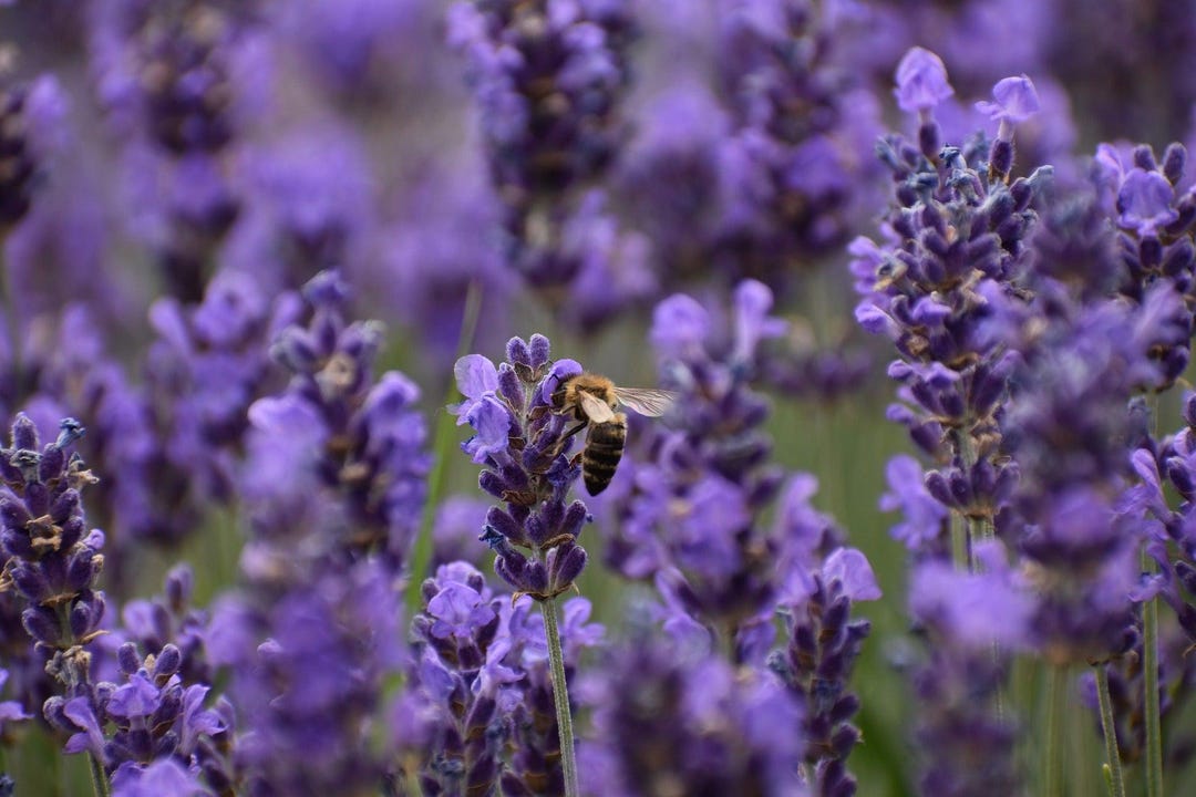 DWARF LAVENDER Compact Lavandula Spicata Muffet's Children English ...