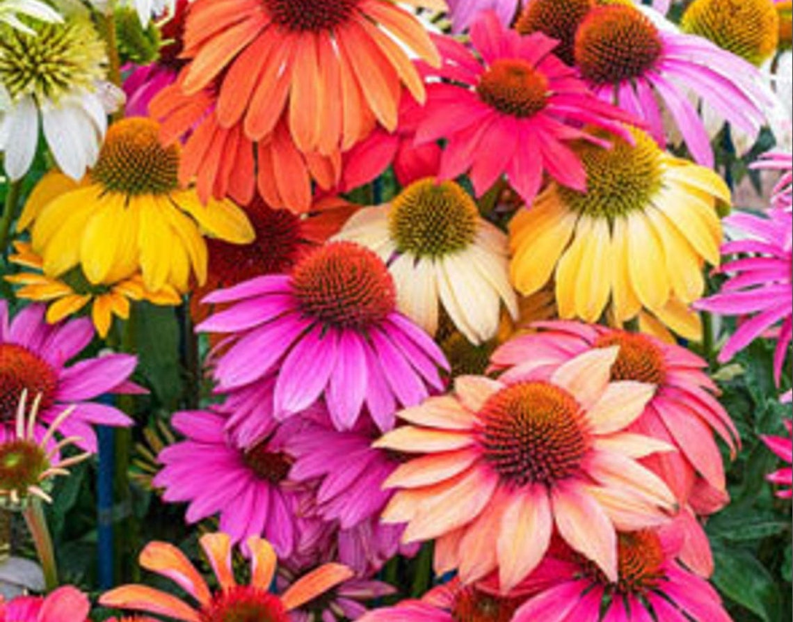 DWARF MIX CONEFLOWER Paradiso Echinacea Coneflower Perennial - Etsy