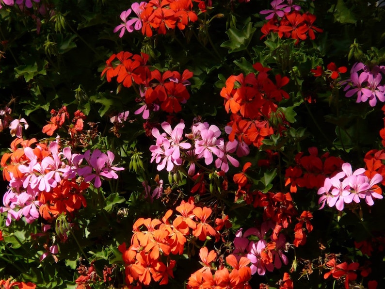 IVY GERANIUM Mix Pelargonium Trailing Hanging Leaved Pots - Etsy