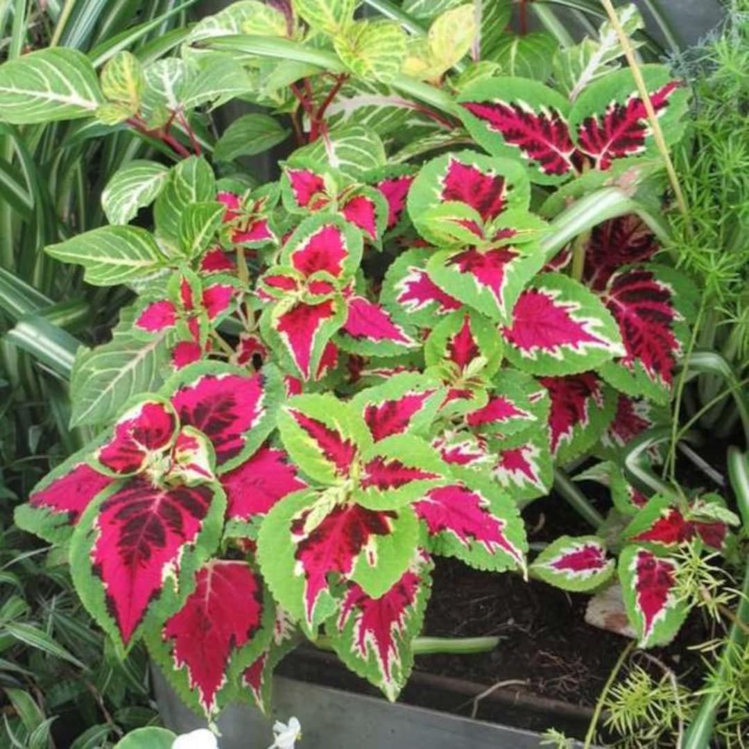 Huge Leaves! COLEUS ROSE Pink Fuchsia White Green, 15 Seeds - Etsy
