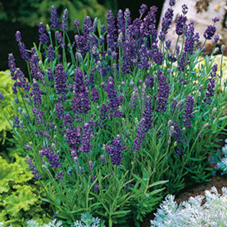 DEEP PURPLE LAVENDER Lavance Lavendula Augustifolia Perennial - Etsy