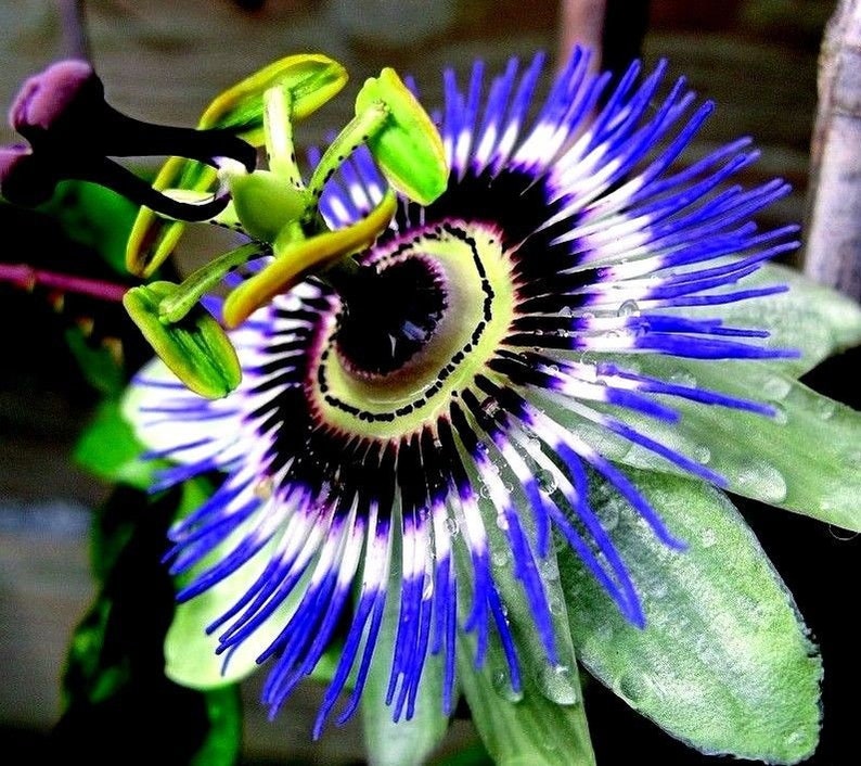 Hardy Blue Passion Flower Caerulea Vine Passiflora Climbing Etsy