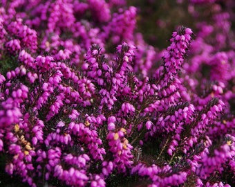 Scottish Heather | Etsy