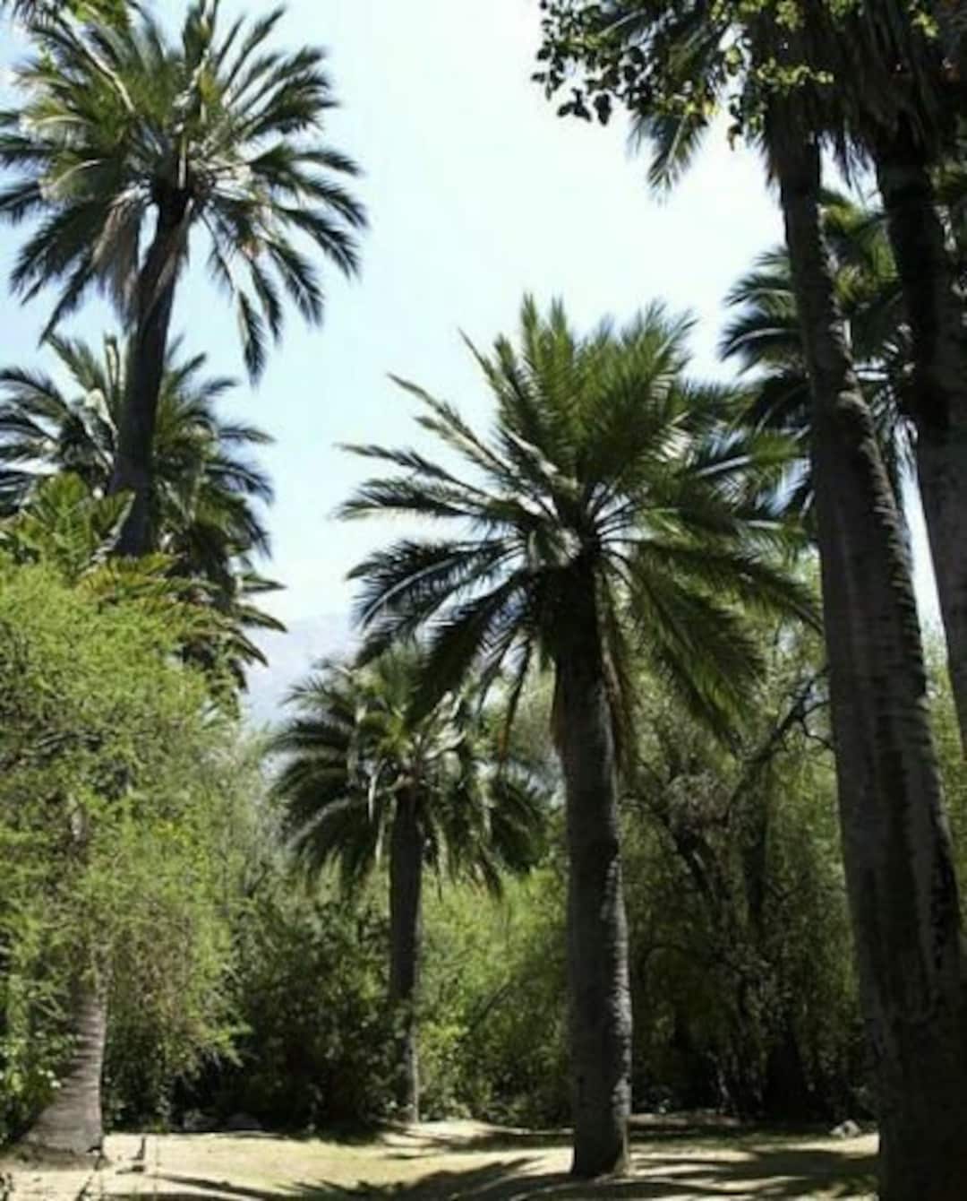 Chilean Wine Palm