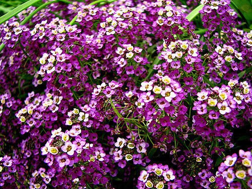 MIX SWEET ALYSSUM Fragrant Ground Cover Pink White Purple - Etsy