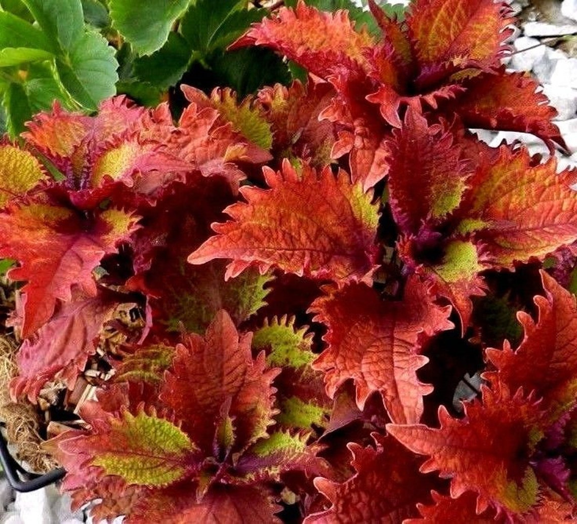 VIBRANT COLEUS MIX Shade Assortment Mixed 30 Seeds | Etsy