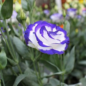 BLUE PICOTEE LISANTHUS Double Flowers Echo Mix Lisianthus - Etsy 日本