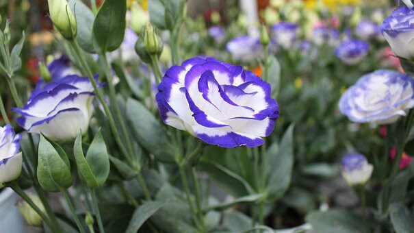 BLUE PICOTEE LISANTHUS Double Flowers Echo Mix Lisianthus - Etsy 日本