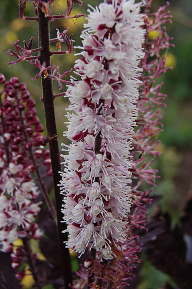 Red CIMICIFUGA BUGBANE Black Cohosh Snakeroot Hardy Perennial - Etsy