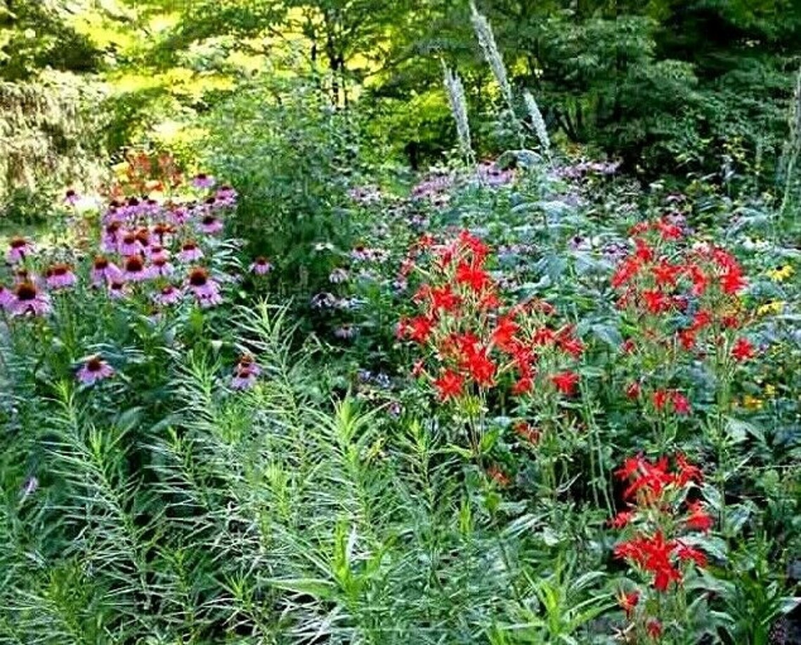 ROYAL CATCHFLY Silene Regia Perennial Red Wildflower | Etsy